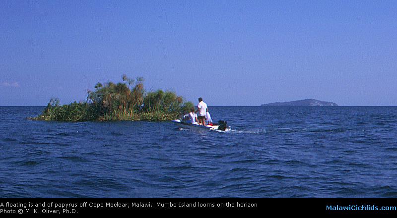 A Floating Island in Lake Malawi